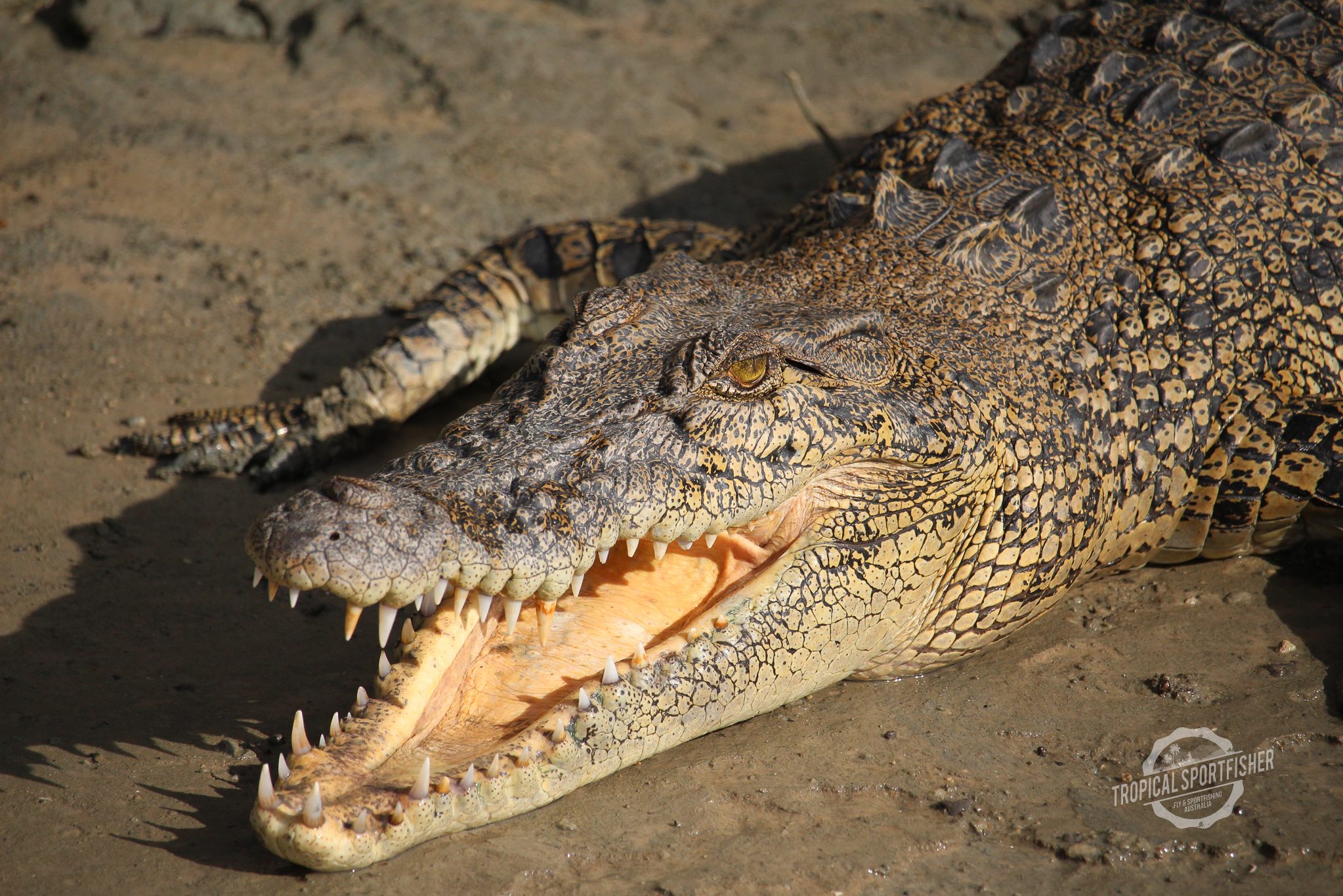Croc & Bird Watching Tours - Tropical Sportfisher